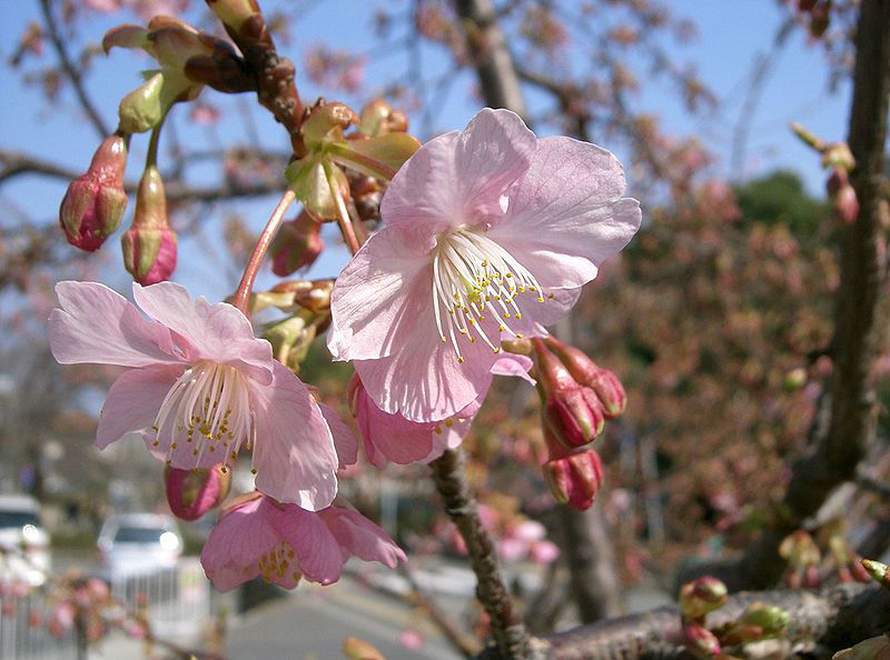 Melihat Sakura Lebih Awal di Festival Kawazu-zakura – Jalan-jalan ke Jepang