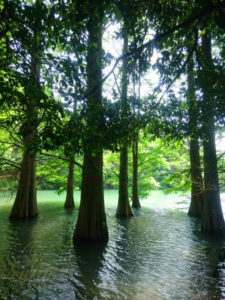 Sasaguri Kyudai Forest, Hutan dengan Nuansa Film Studio Ghibli – Jalan ...