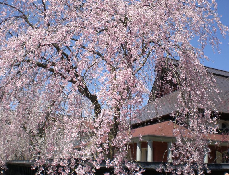 7 Spot Terbaik untuk Melihat Sakura di Tohoku 2019 – Jalan-jalan ke Jepang