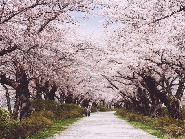 7 Spot Terbaik untuk Melihat Sakura di Tohoku 2019 – Jalan-jalan ke Jepang