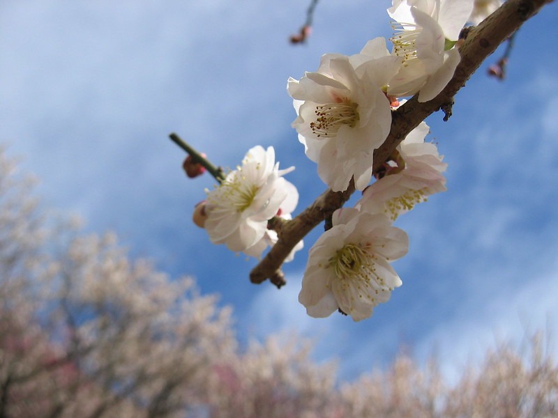 4 Festival Bunga Plum di Kanagawa – Jalan-jalan ke Jepang